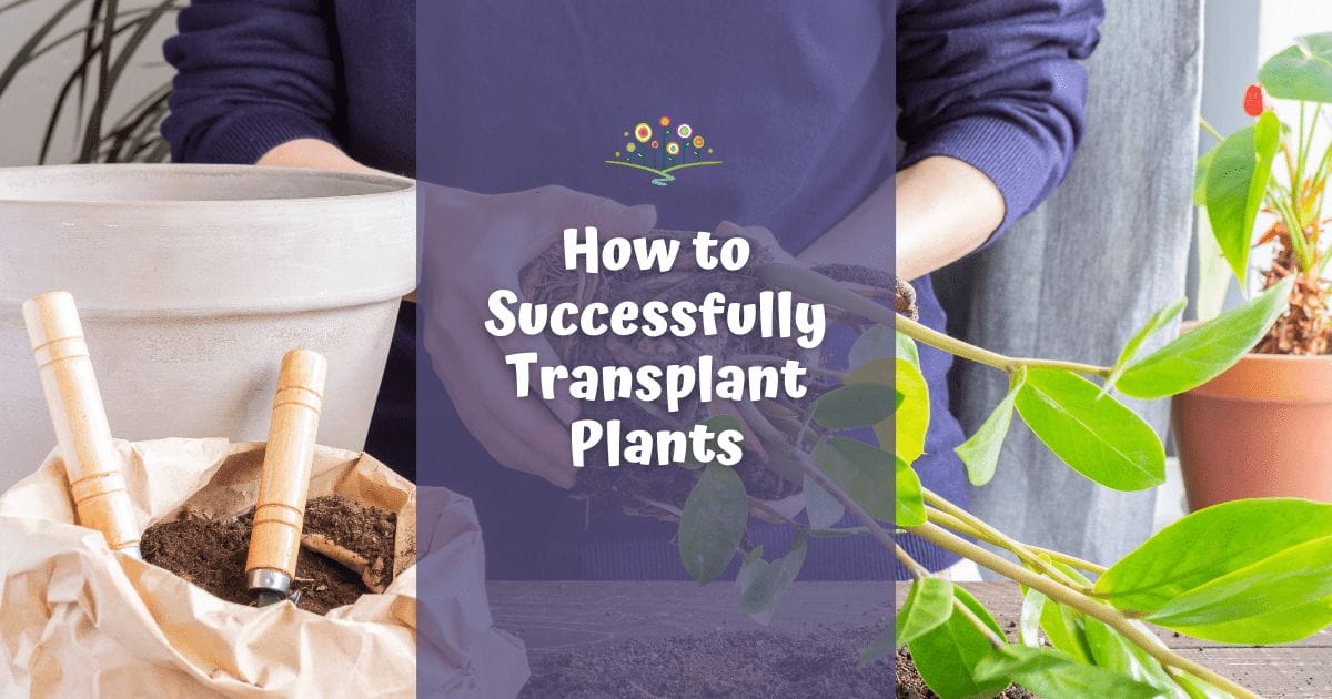 How to Successfully Transplant Plants | Chippewa Valley Growers